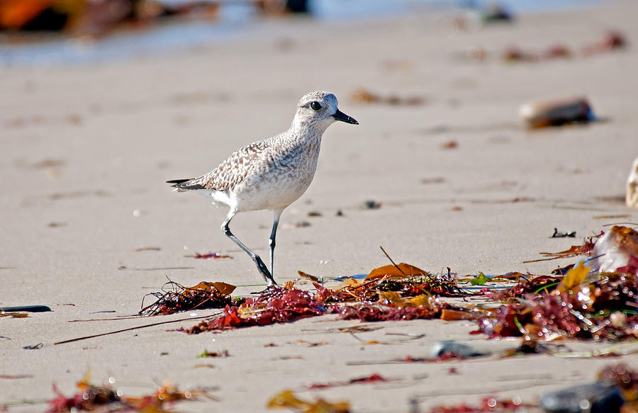 Plover Photograph by Elijah Weber - Fine Art America