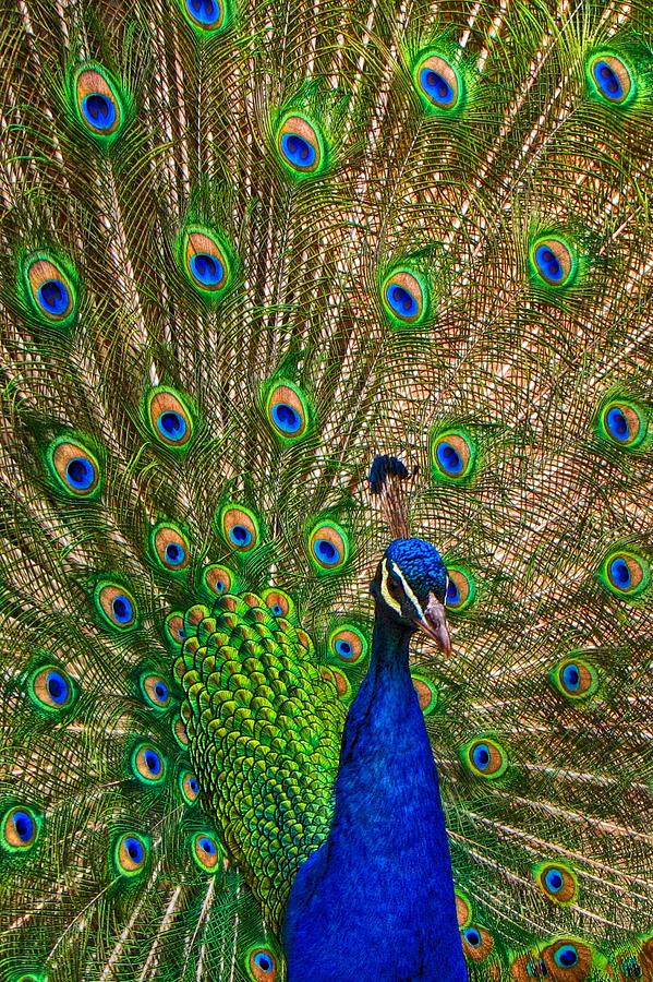 Plumage Photograph by Christopher Cook - Fine Art America