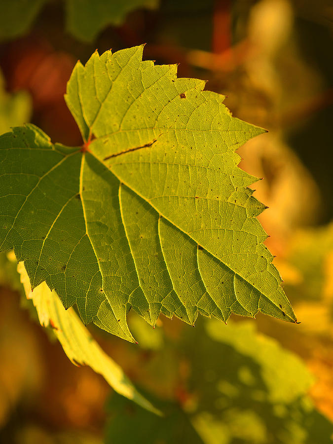 Pointy Leaf Photograph by Dennis James | Fine Art America
