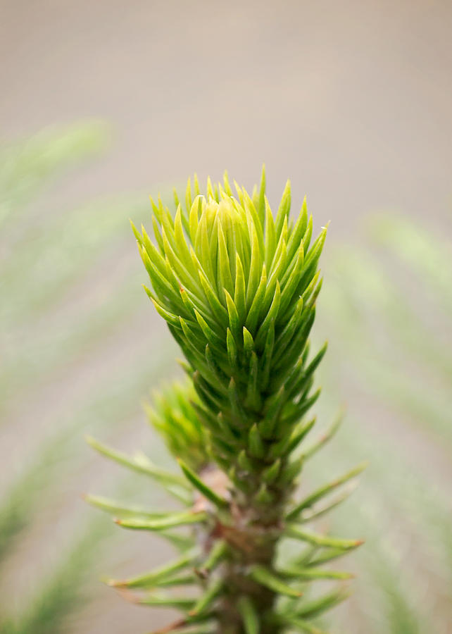 Pointy Pinus Photograph by Migara Luvis - Pixels