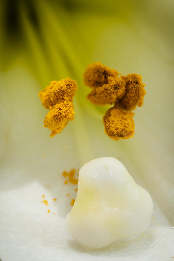 Pollen Falling Photograph by Chad Cooper - Fine Art America