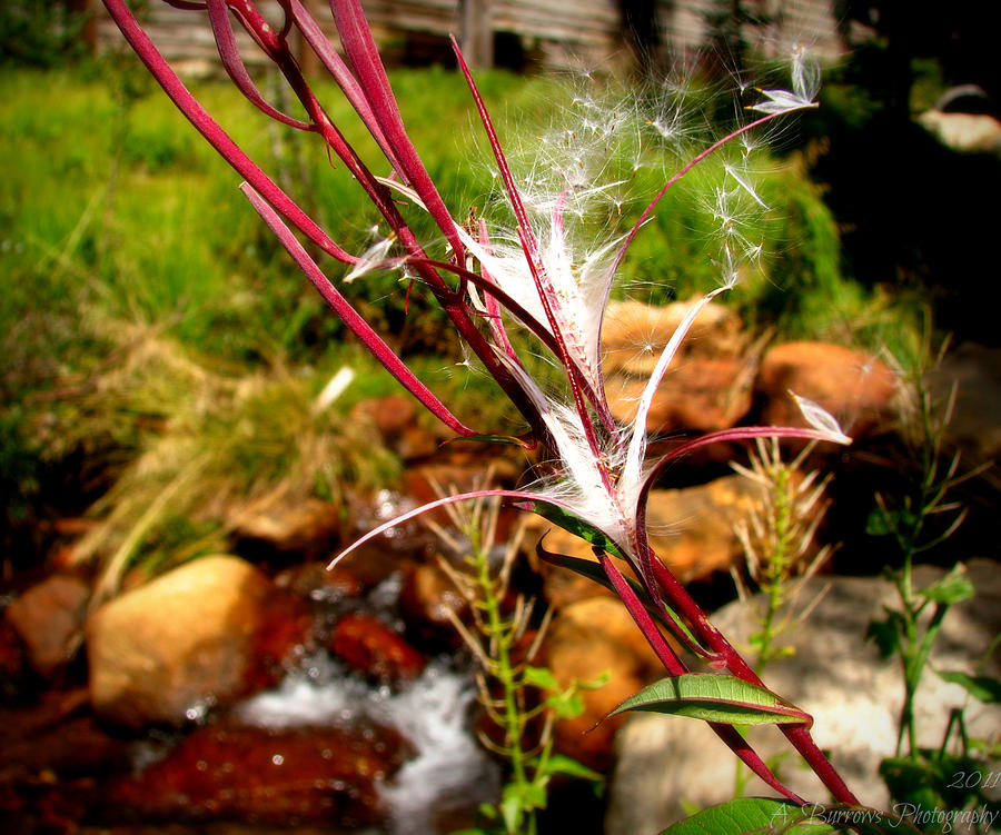 Pollen Release Over the Stream Photograph by Aaron Burrows - Pixels