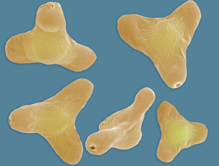 Pollen by Science Photo Library