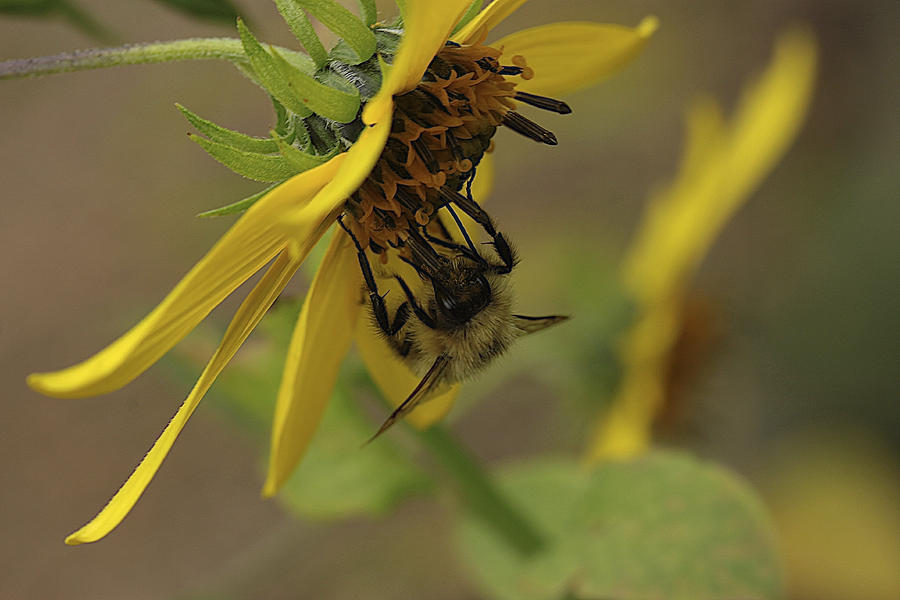 Pollinate Photograph by Dan Bennett | Pixels