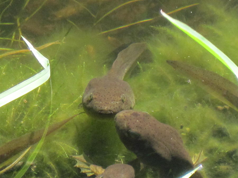 Polliwogs In Spring Photograph by Marjorie Tietjen - Pixels