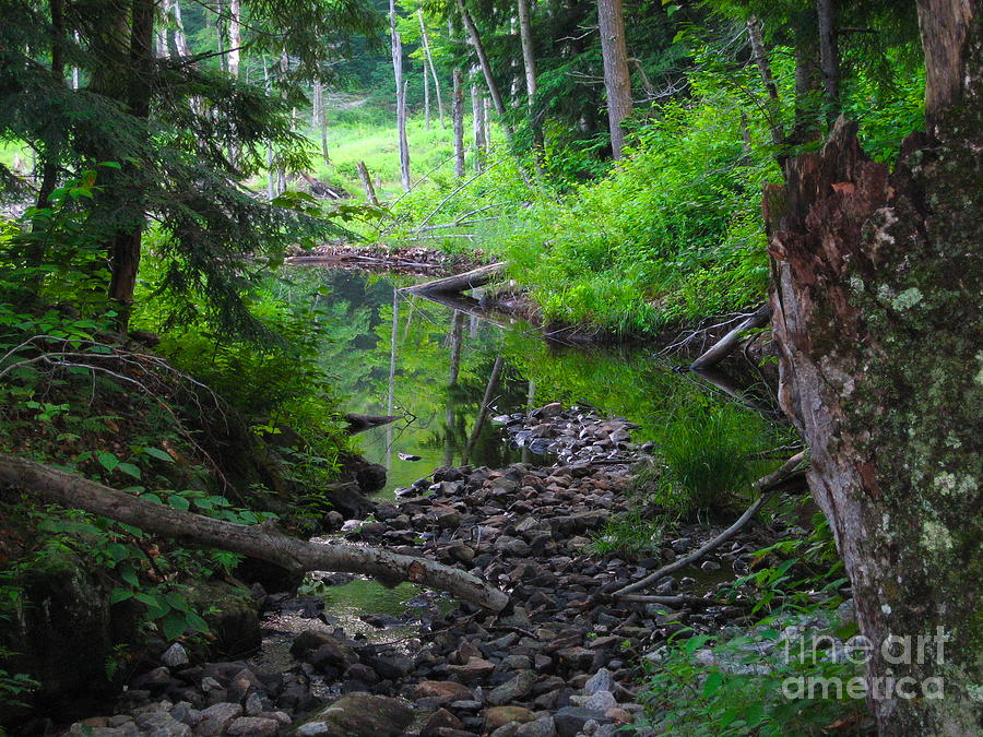 Pond Access Photograph by Adam Klos - Fine Art America