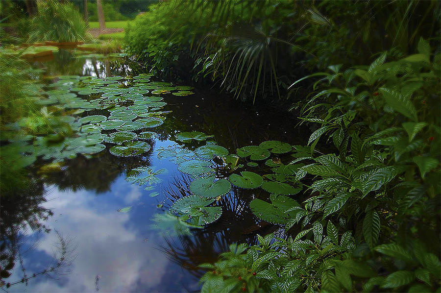 Pond at Bok Tower Photograph by Eugene Carson | Fine Art America