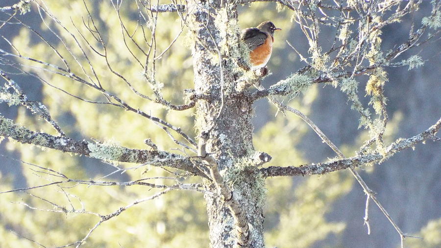 Pond Robin Photograph by Cheryl King - Fine Art America