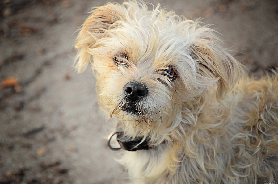 Pooch Photograph by Steven Michael - Fine Art America
