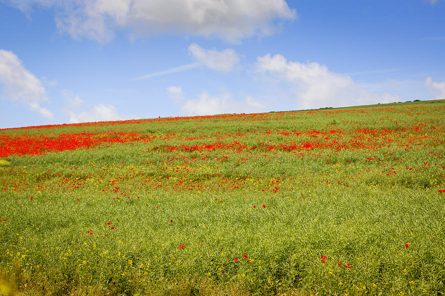 Poppy Fields Photograph by Chris Smith - Fine Art America