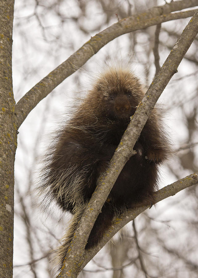 Porky Pine Photograph by Jim Sinclair - Fine Art America