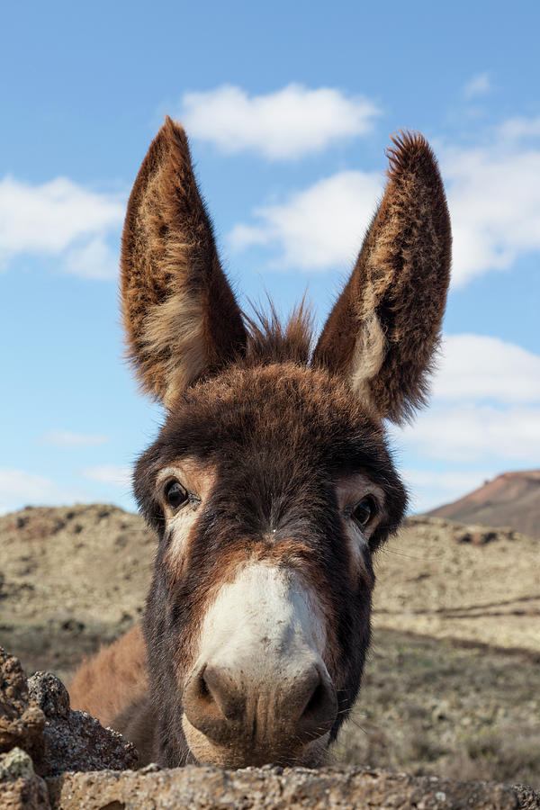 Portrait Of A Donkey, Fuerteventura Photograph by Mauro Ladu - Fine Art ...