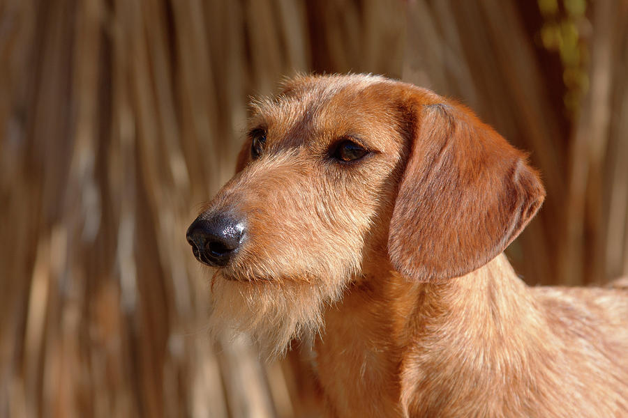 Portrait Of A Doxen Photograph by Zandria Muench Beraldo | Fine Art America
