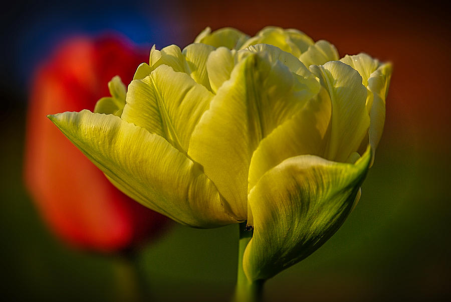 Portrait of a Tulip Photograph by Christine Czernin Morzin | Pixels