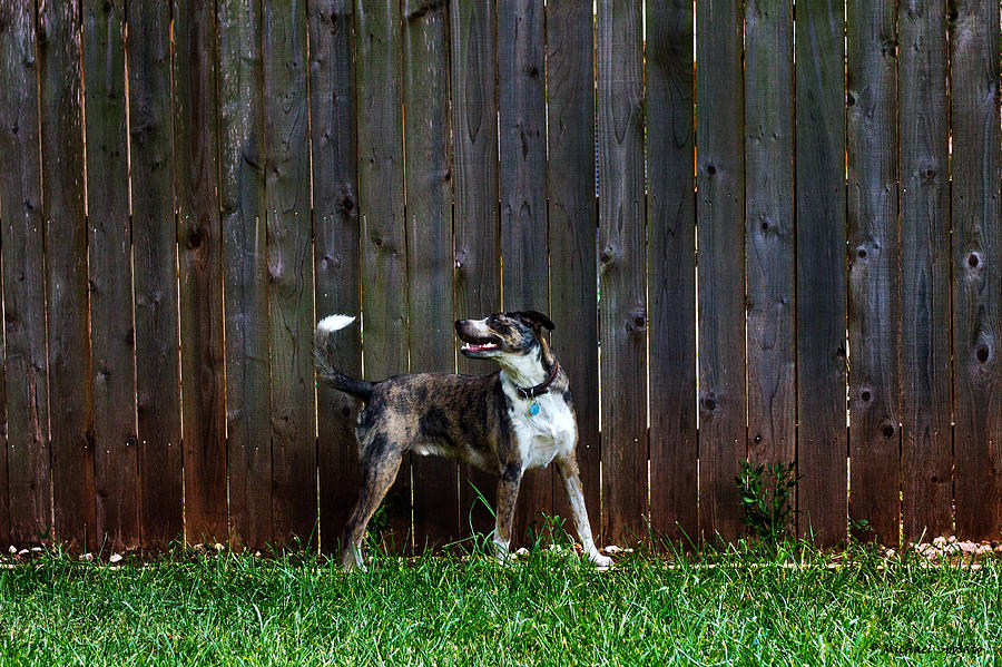 Posed Photograph by Michael Sposato - Fine Art America