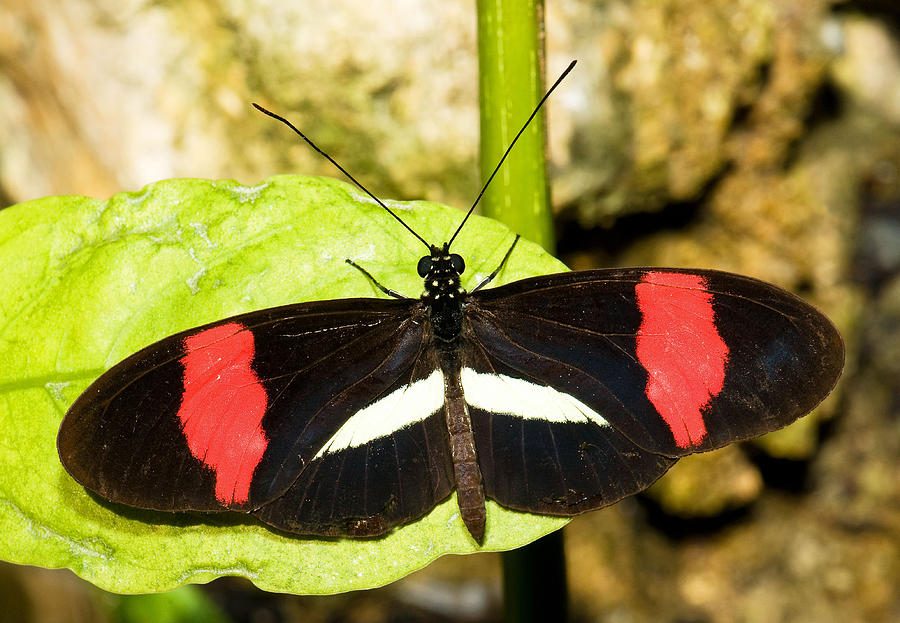 Postman Butterfly Photograph by Millard H. Sharp - Fine Art America