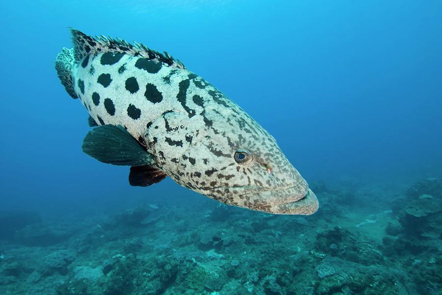 Potato Cod Photograph by Science Photo Library - Pixels Merch