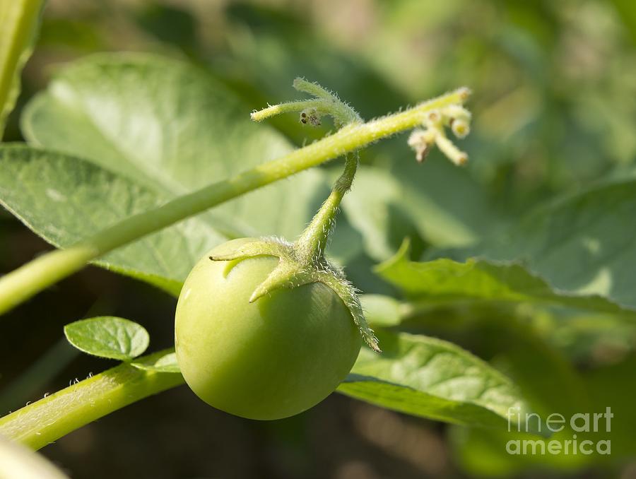 Potato Fruit Photograph by Sheila Terry - Fine Art America