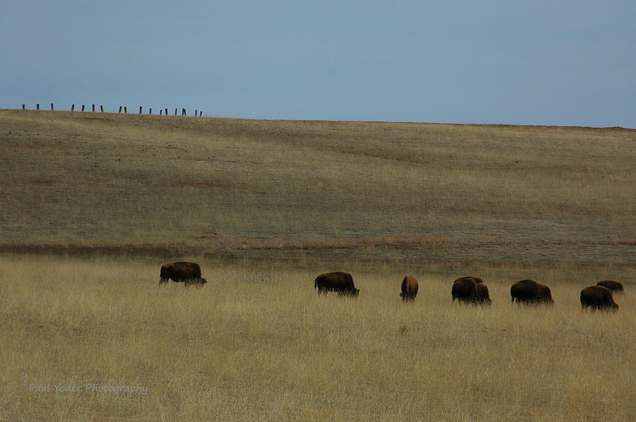 Prairie Bison Photograph by Paul Yoder - Fine Art America