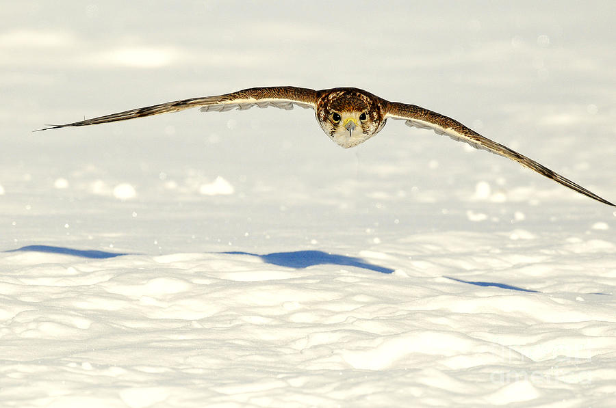 Prairie Falcon Hunting Photograph by Dennis Hammer - Fine Art America