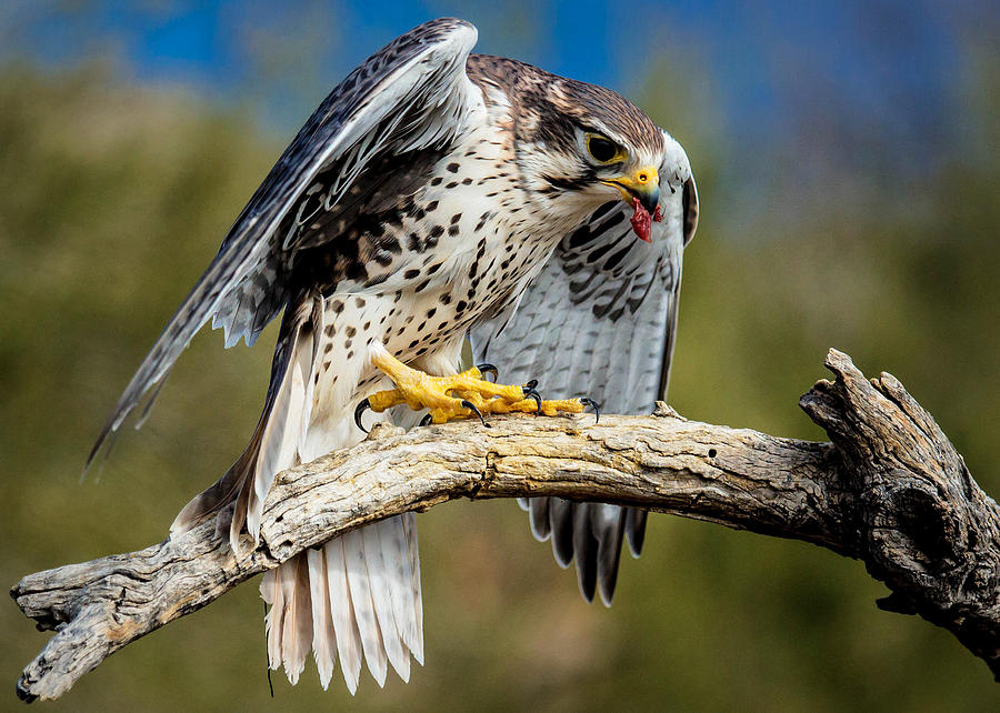 Prairie Falcon Photograph by Pete Mecozzi - Fine Art America