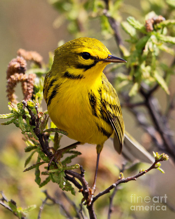 Prairie Warbler Photograph by Lloyd Alexander-Pictures for a Cause - Pixels