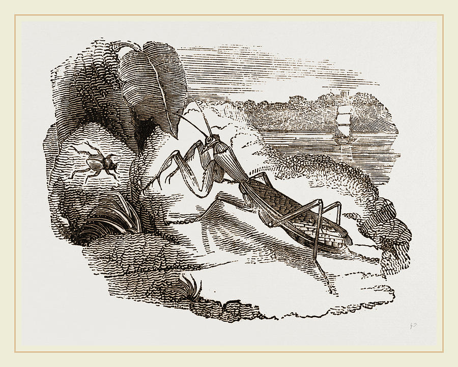 Praying Mantis Drawing by Litz Collection - Fine Art America