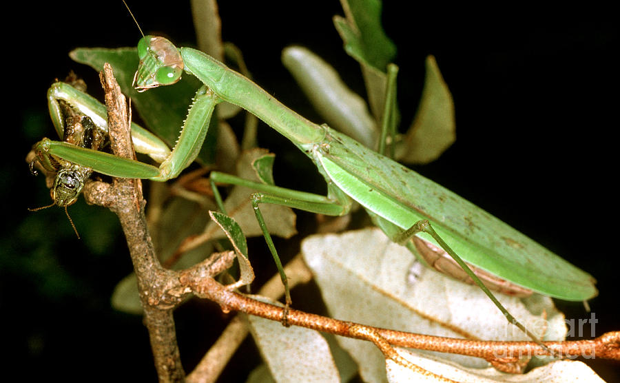 Praying Mantis Photograph by Millard H. Sharp - Fine Art America
