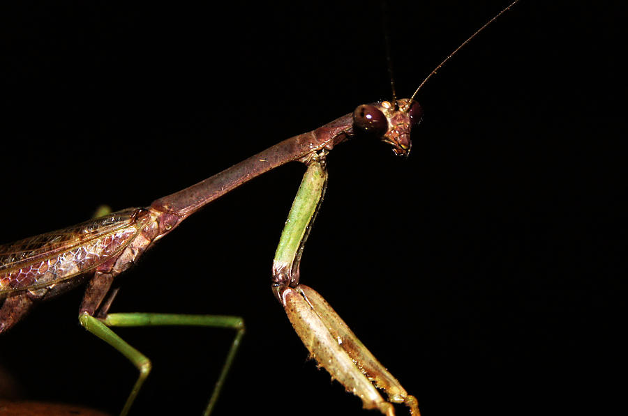 Praying Mantis Photograph by Sara Fansler - Pixels