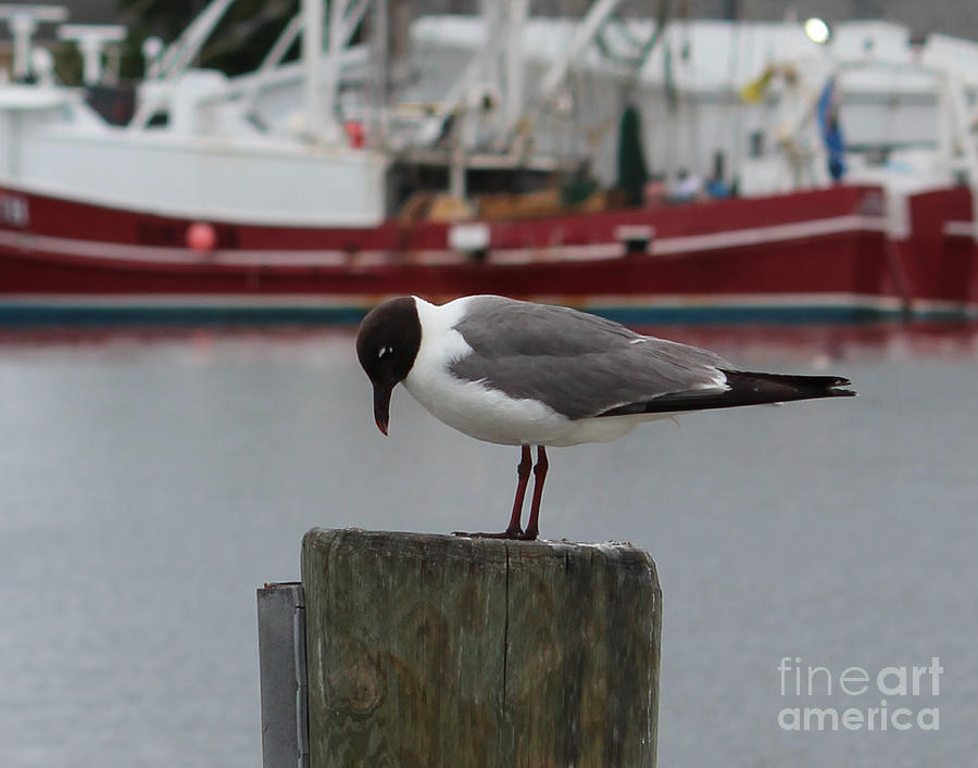 Praying Seagull Photograph by Robert Yaeger - Fine Art America