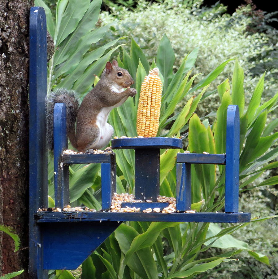 Praying Squirrel Photograph by David Brown - Pixels