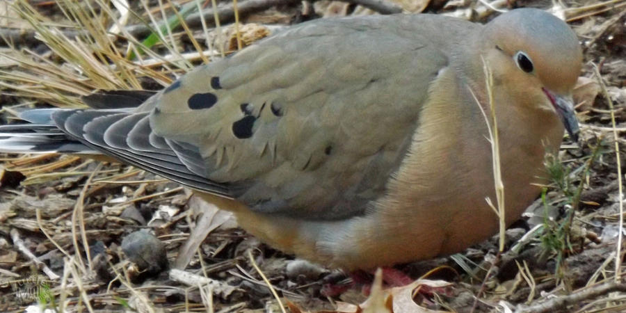 Praying Photograph by Turtle Mull - Fine Art America