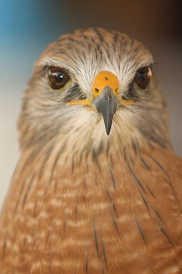 Predator 3 Photograph by Michael Key - Fine Art America