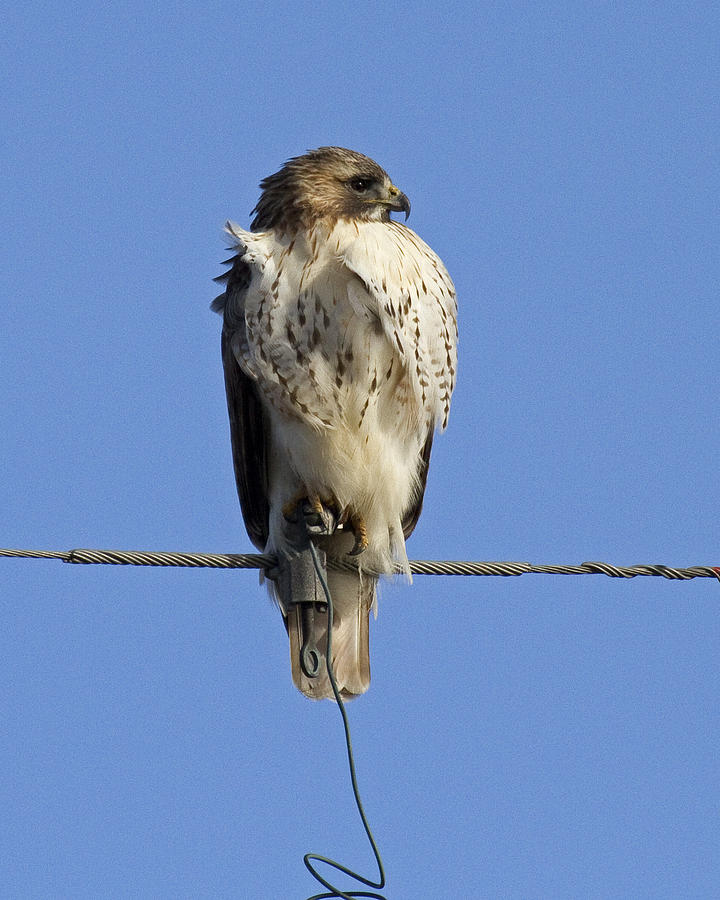 Predator Profile Photograph by Eric Mace | Pixels