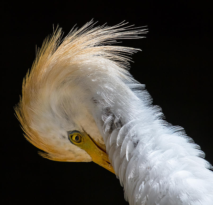 Preening Photograph by Howard Weitzel | Fine Art America