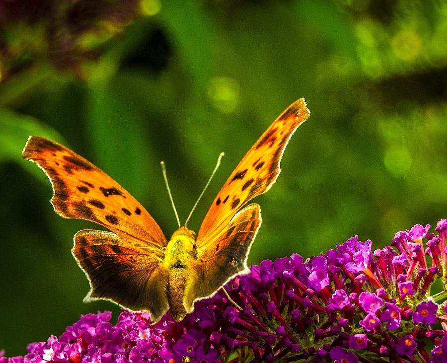 Preparing For Flight Photograph by Paul Frese - Pixels
