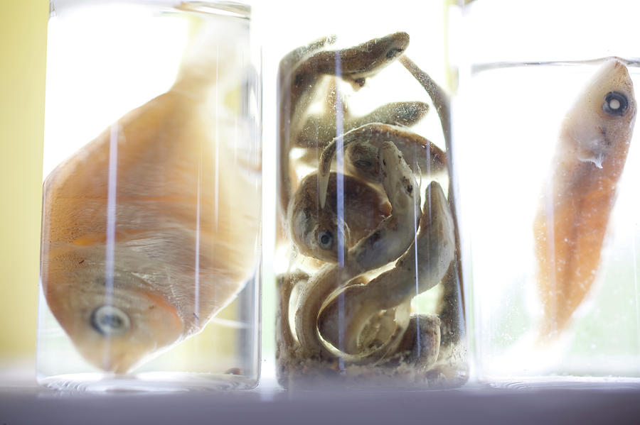 Preserved Fish In Jars On Display Photograph by Jose Azel - Fine Art ...