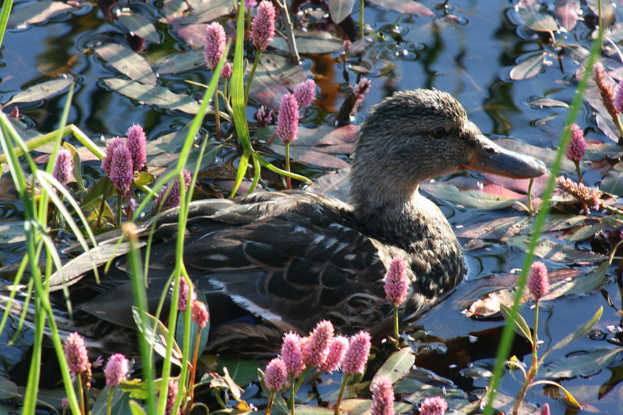Pretty Duck Photograph by Paula Brown - Fine Art America