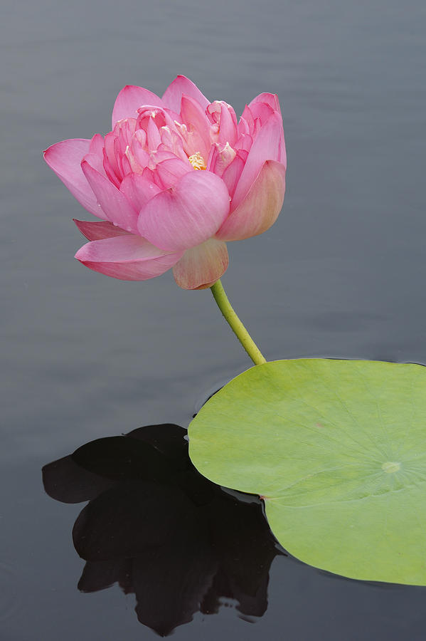 Pretty in Pink Photograph by David Lunde - Fine Art America