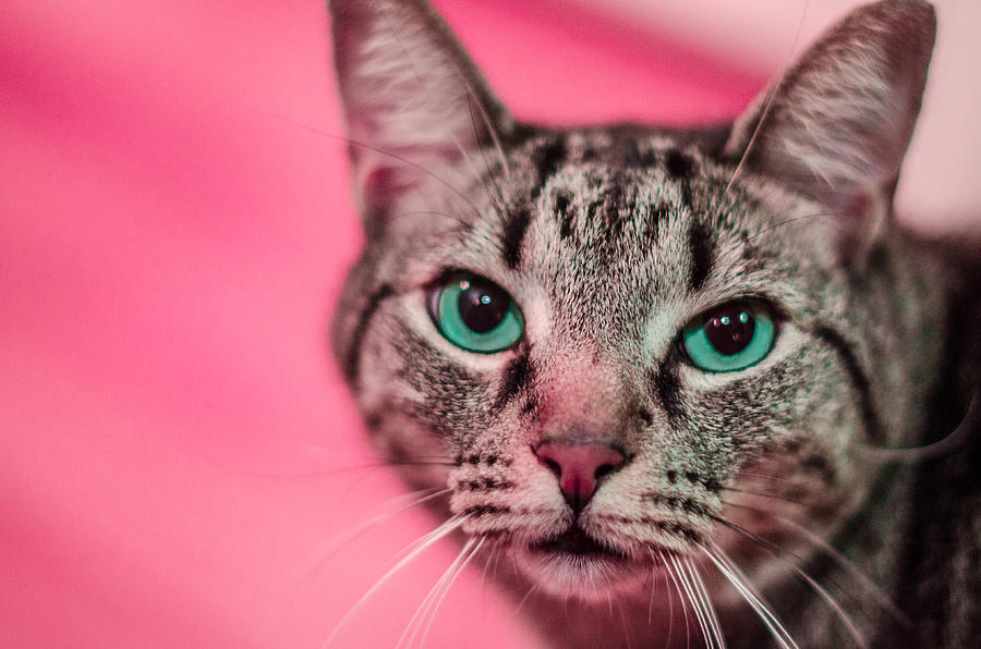 Pretty Kitty Photograph by Jeff Ortakales - Fine Art America