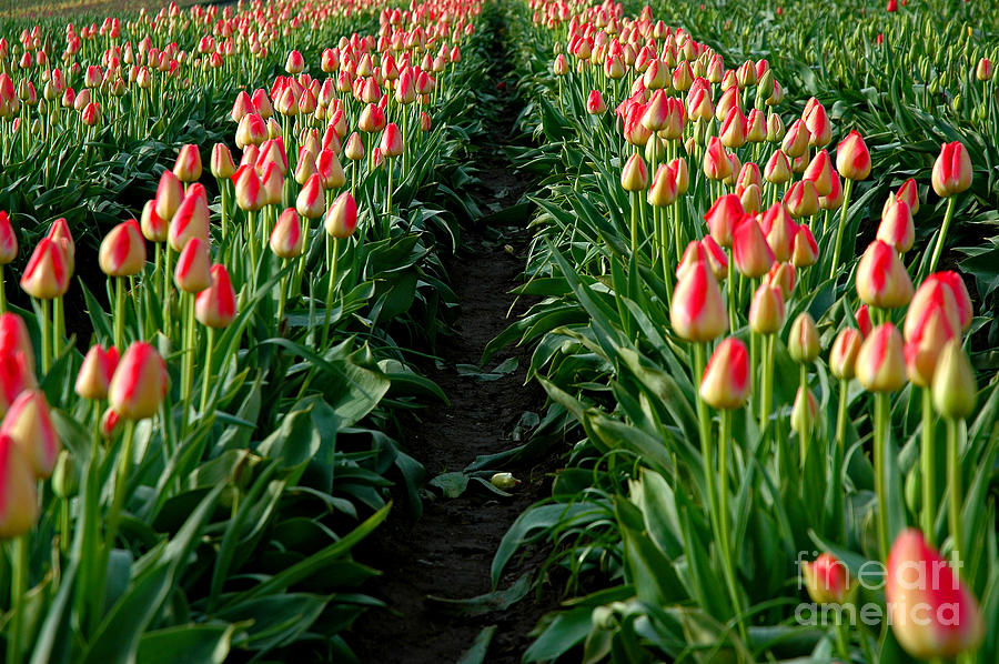 Pretty Maids All In A Row Photograph By Nick Boren Fine Art America