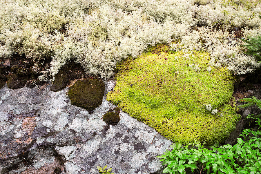 Pretty Marsh Moss Photograph by Jonathan Steele - Fine Art America