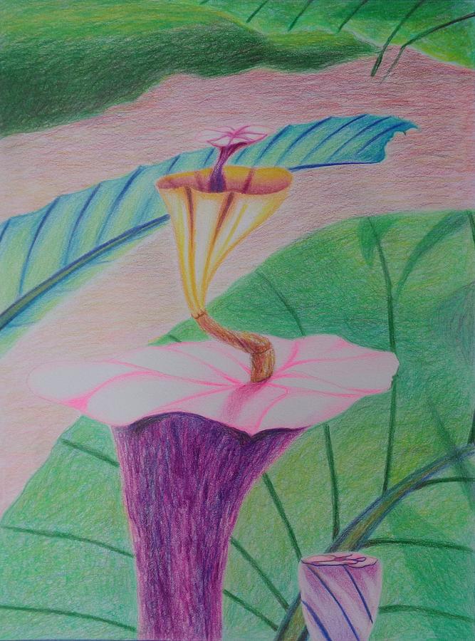 Pretty Pink Drawing by Isaac Leal - Fine Art America