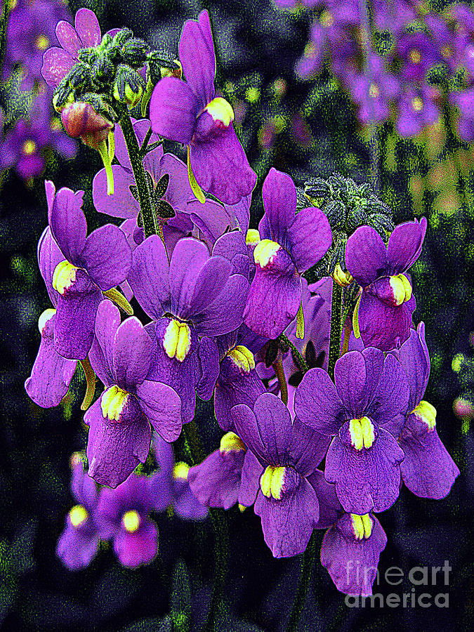 Pretty Violets Photograph by Merton Allen - Fine Art America