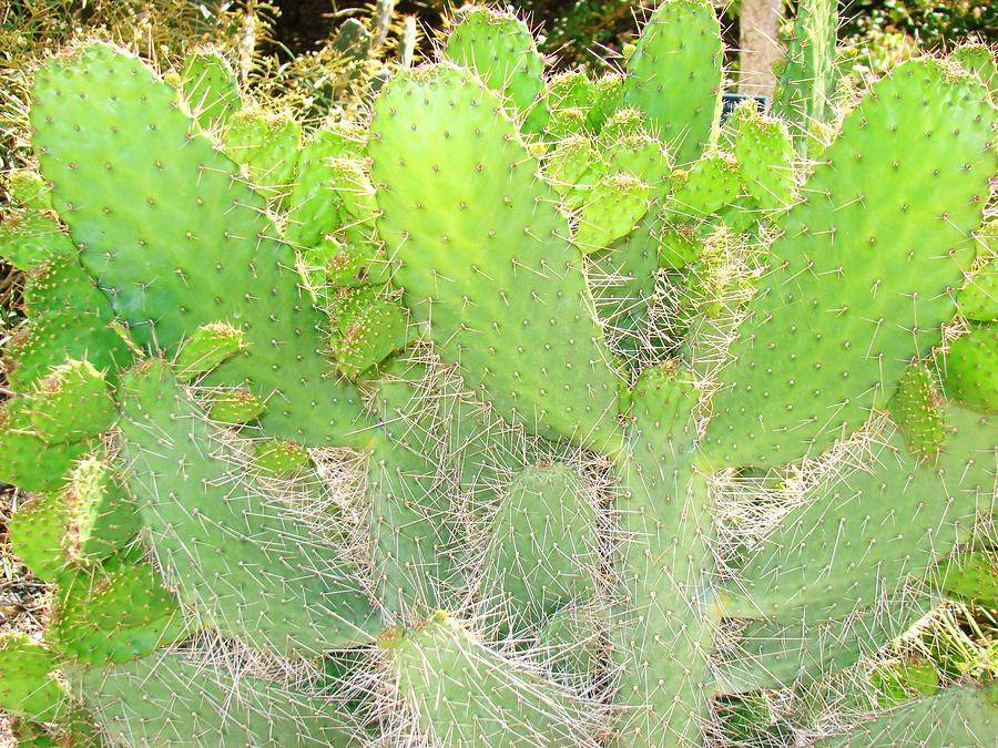 Prickly Issue Photograph by Van Ness - Fine Art America