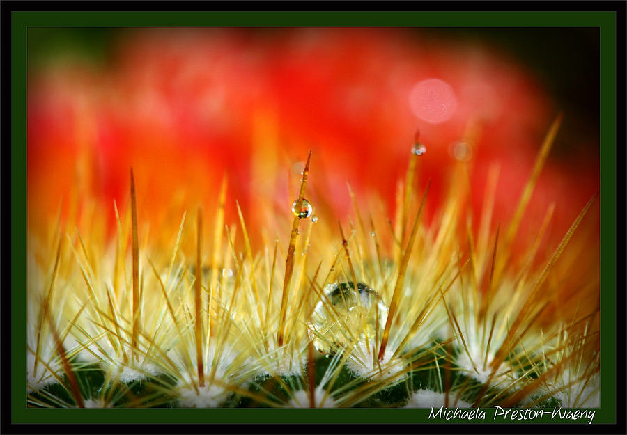 Prickly Photograph by Michaela Preston - Fine Art America