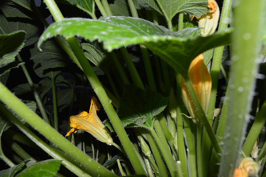 Prickly stems Photograph by Iris Rivera - Fine Art America