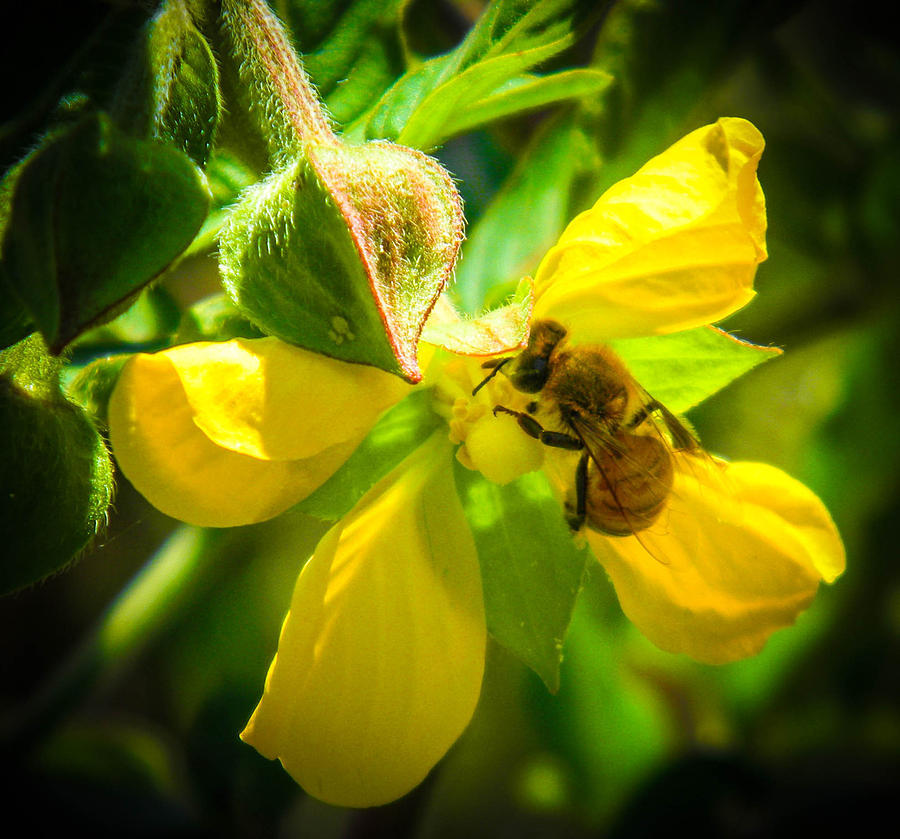 Primary Relationship Photograph by Christy Usilton - Fine Art America