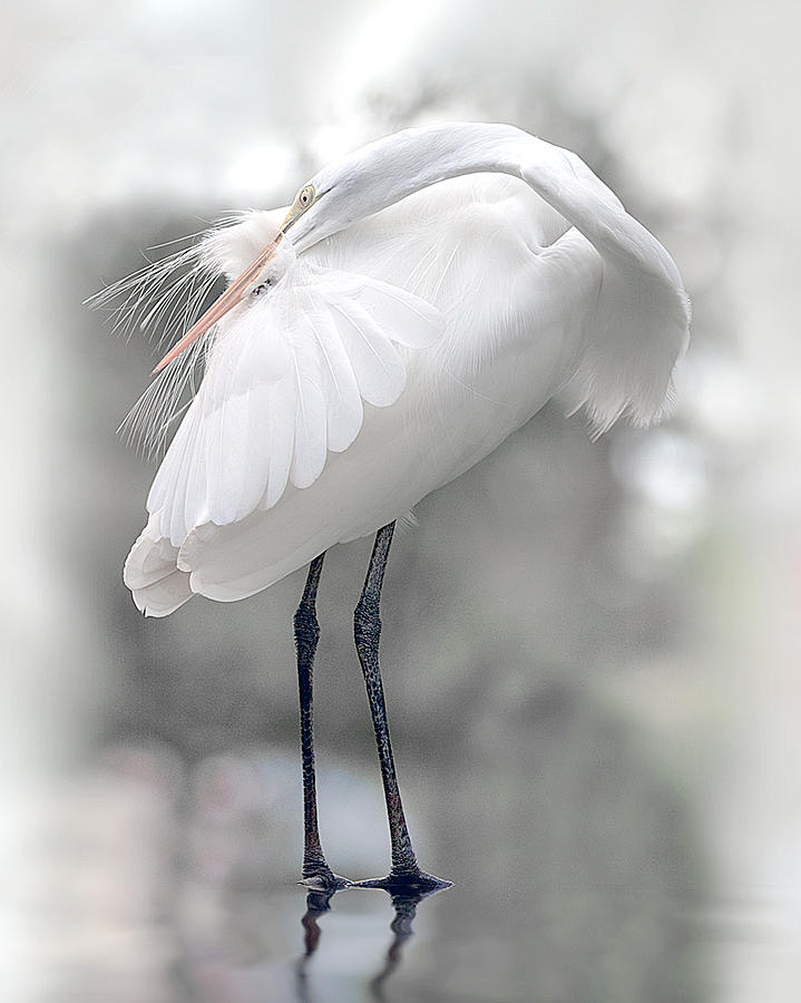 Primping Photograph by Stephen Warren - Fine Art America