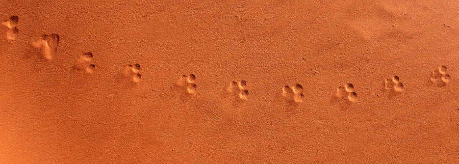 Prints Photograph by David Lee Thompson - Fine Art America